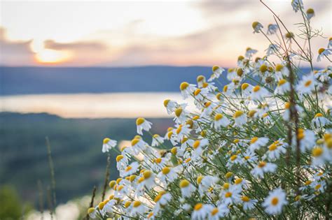 아름다운 일몰을 배경으로 한 야생의 밝은 꽃들 자연 경관 푸른 하늘과 노란 햇빛 일몰 동안의 풍경 0명에 대한 스톡 사진 및 기타 이미지 Istock
