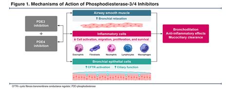Pde Inhibition For Copd Therapy Journal Of The Copd Foundation