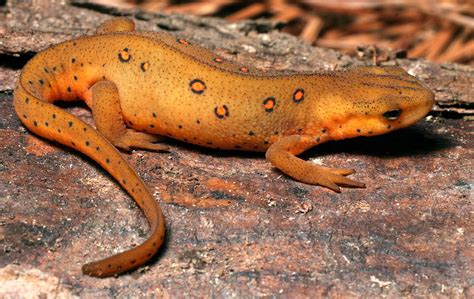 Newts As Pets An Introduction To Their Care And Feeding Amphibians