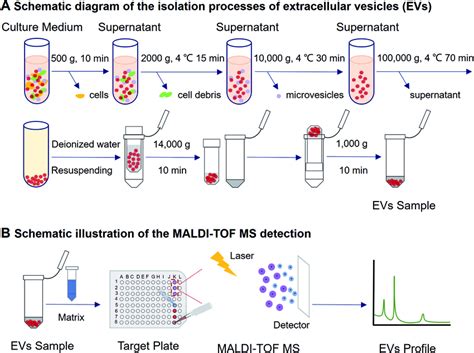 Schematic Illustration On The Experimental Procedure Of Evs Isolation Download Scientific