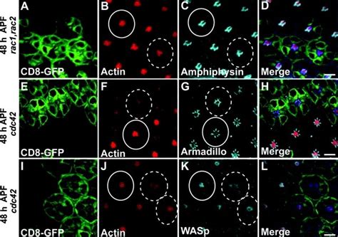 Mutation Of Cdc42 And Not Rac Mimics The Wasp Mutant Phenotype Download Scientific Diagram