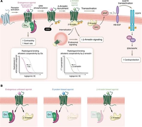 Jci G Protein Coupled Receptors From Radioligand Binding To Cellular Signaling