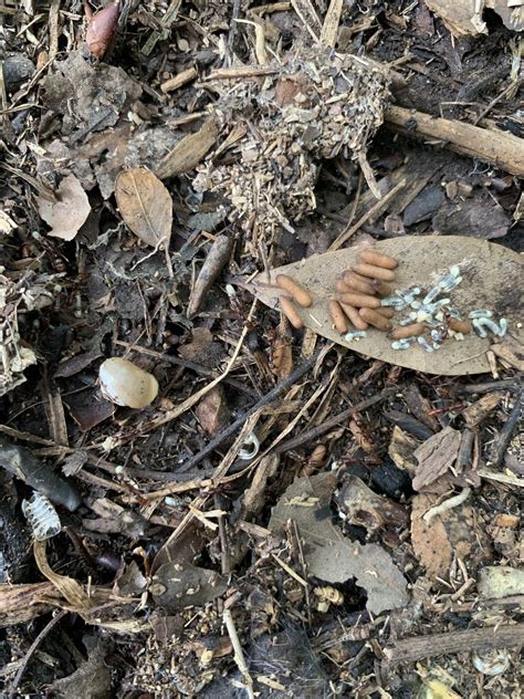 Does Anyone Know What Kind Of Ants These Are Ive Never Seen Larvae