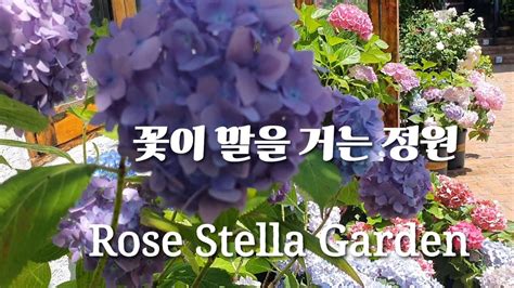 “6월 로즈스텔라 정원은 지금 장미와 수국 천국”🌹｜남의집 정원구경｜서울근교카페 정원 Youtube