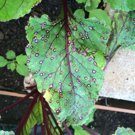 Beet Leaf Pests At Herbert Hamilton Blog