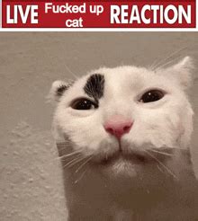 Cat Reactions S Tenor