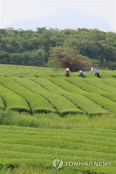 제주 녹차밭 풍경 연합뉴스