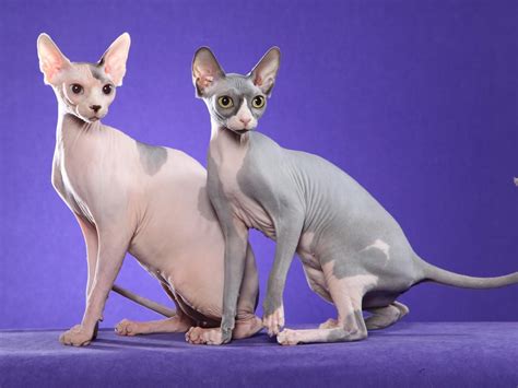 Kumpulan Ikan 2000 Sphynx Cat Wallpapers