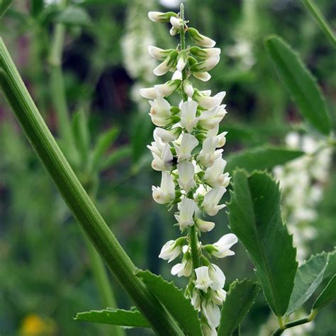 Melilot Blanc Les Sauvages