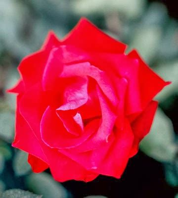 Where To Buy Rose Plants Rose Bushes And Rose Trees In Rochester Ny Buy Rose Plants Buy