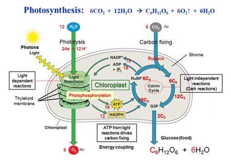 Write The Chemical Equation For Photosynthesis Quizlet Tessshebaylo