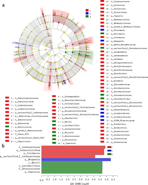 Results Of Linear Discriminant Analysis Lda Effect Size Lefse