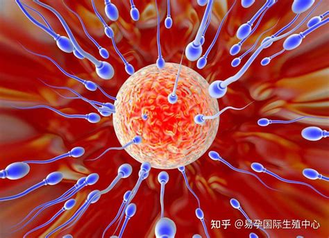 受精卵几天着床？——易孕国际生殖 知乎