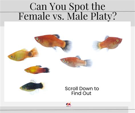 How To Tell Male And Female Platies Apart Pictures And Quiz Pet