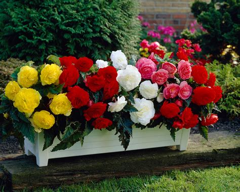 Begonia Non Stop Mixed Tubers — Buy Nonstop Begonias Online At Farmer Gracy Uk