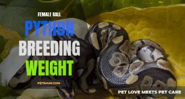 Understanding The Anatomy Of A Ball Python A Complete Guide PetShun