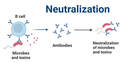 Neutralization Test Introduction And Types