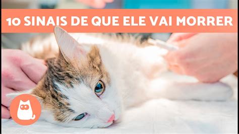 Meu Gato Parou De Comer E Morreu Fdplearn