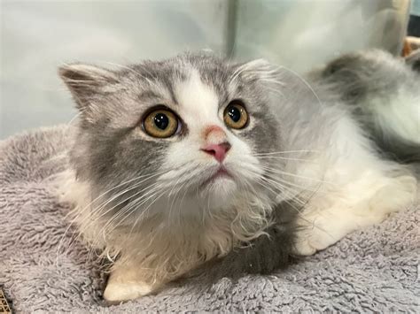 렉돌 코코 고양이 책임분양 ♥ 아이조아 유기방지입양 파양 강아지보호소 고양이보호소 무료분양센터