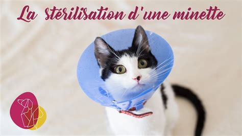 La stérilisation d une minette YouTube