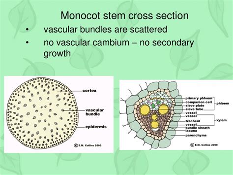 Ppt Plant Physiology Plant Tissues Powerpoint Presentation Free