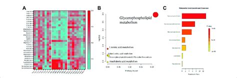 Xjek Corrected Dysregulated Lipid Metabolism A Heatmap Of
