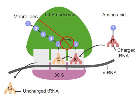Macrolides And Ketolides Concise Medical Knowledge