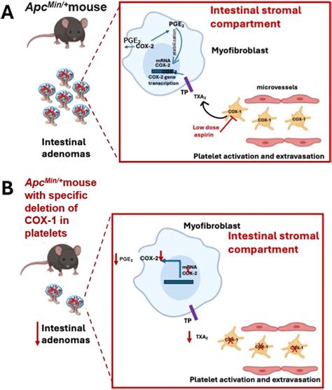 Frontiers Platelets As Crucial Players In The Dynamic Interplay Of Inflammation Immunity And