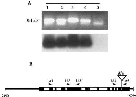 Detection Of The Presence And Location Of A Mutator Transposon Within Download Scientific