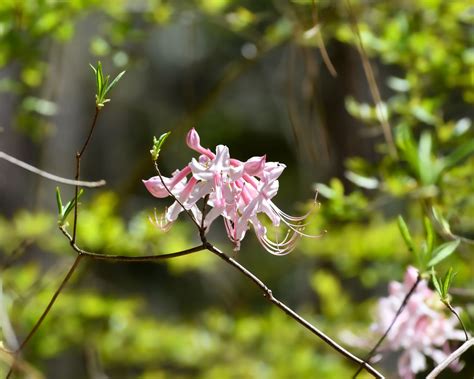 8 Noteworthy Native Azaleas You Should Know And Grow Gardening