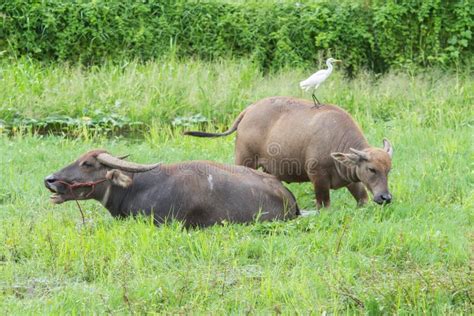 Buffalo In Grass Field Stock Image Image Of Wild Thailand 43303757