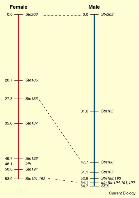 Sex Determination Primitive Y Chromosomes In Fish Current Biology