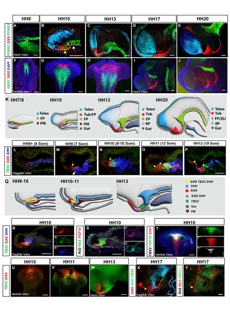 Spatio Temporal Development Of The Tuberal Hypothalamus A E Maximum