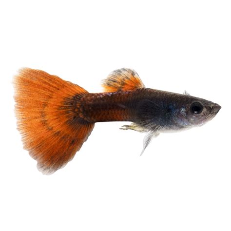 Assorted Male Fancy Guppies For Sale Order Online Petco