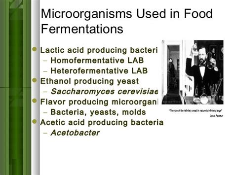 Classification Of Lactic Acid Bacteria