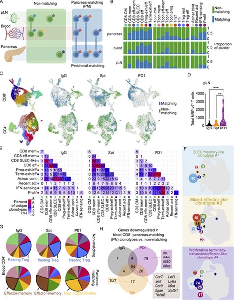 Single Cell Profiling Reveals Unique Features Of Diabetogenic T Cells