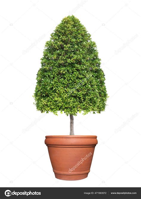 symmetric cone shape trim topiary tree clay pot isolated white — stock