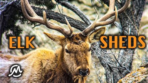 Elk Drops Antlers On Video Youtube