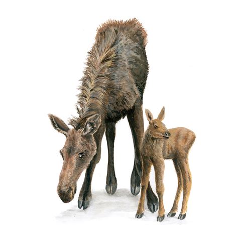 Moose Mom And Calf Print Barbara Schelling