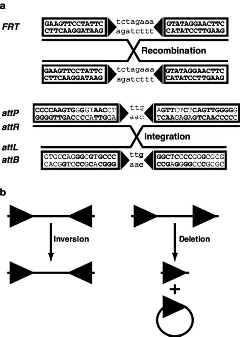 Recombination Site Sequences For Flp Recombinase And C31 Integrase And