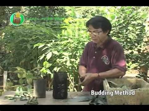 Asexual Plant Propagation Budding Marcotting Propagating Plants Asexual Plants Massage