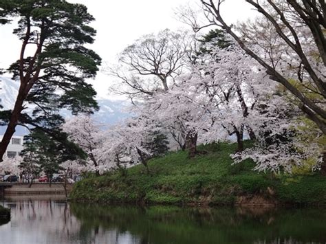 【上越】 魅力満載！上越 Vol．1 高田公園の桜 新潟県ホームページ