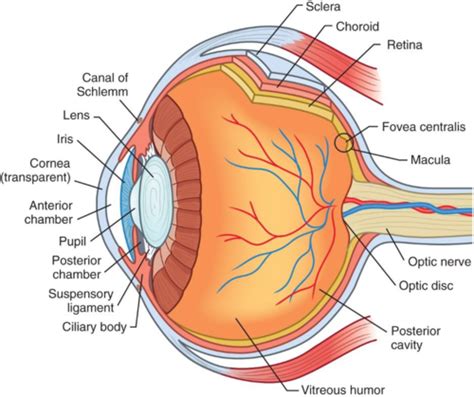 Chapter 20 Assessment Of Visual System Flashcards Quizlet