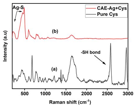 Raman Spectra Of A Pure Cys And B Cae Agnps In The Region 200 3000 Download Scientific
