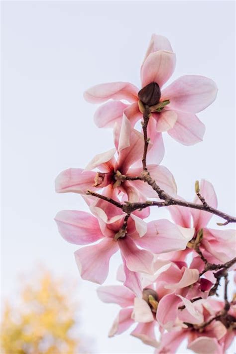 푸른 하늘을 배경으로 한 생동감 넘치는 분홍 목련 꽃 · 무료 스톡 사진