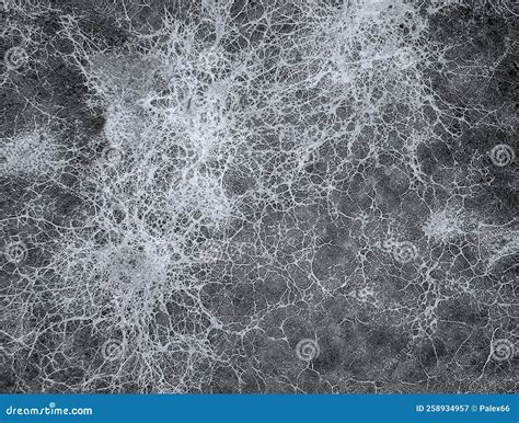 Mycelium Fungus Fusarium Euwallaceae Stock Image Image Of Microscope