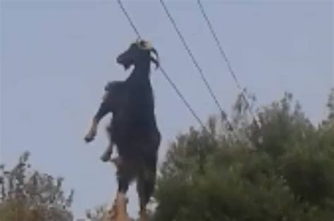 Bizarre Moment Goat Is Left Swinging After Getting Its Horns Snagged On
