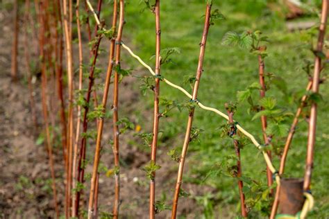 Raspberry Trellis How To Build Your Own Plantura