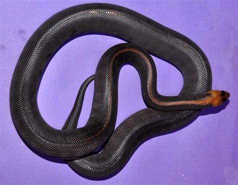 37 Best Images About Pythonidae On Pinterest Posts Python And Indonesia