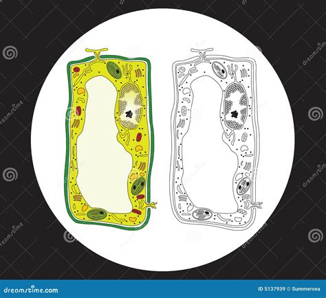 Plant Cell Cross Section Stock Vector Illustration Of Bioscience 5137939